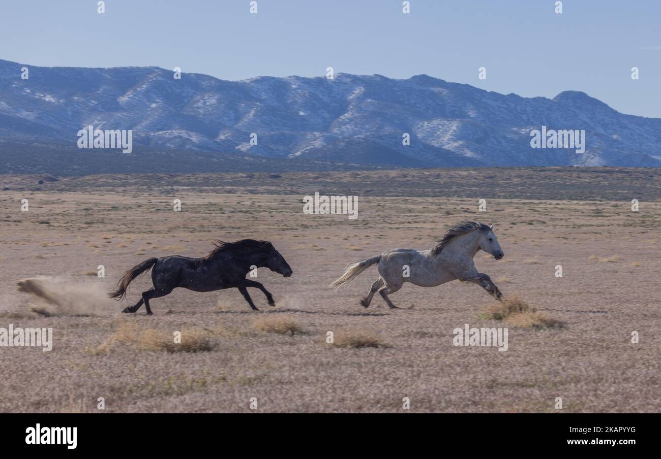 Wild Horse Stallions Sparring in the Utah Desert Stock Photo - Alamy