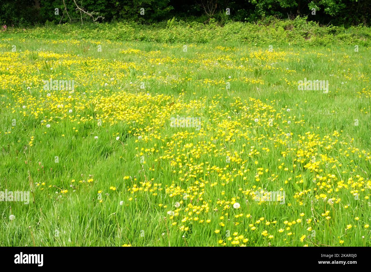 Buttercups flowering in a hay field - John Gollop Stock Photo - Alamy