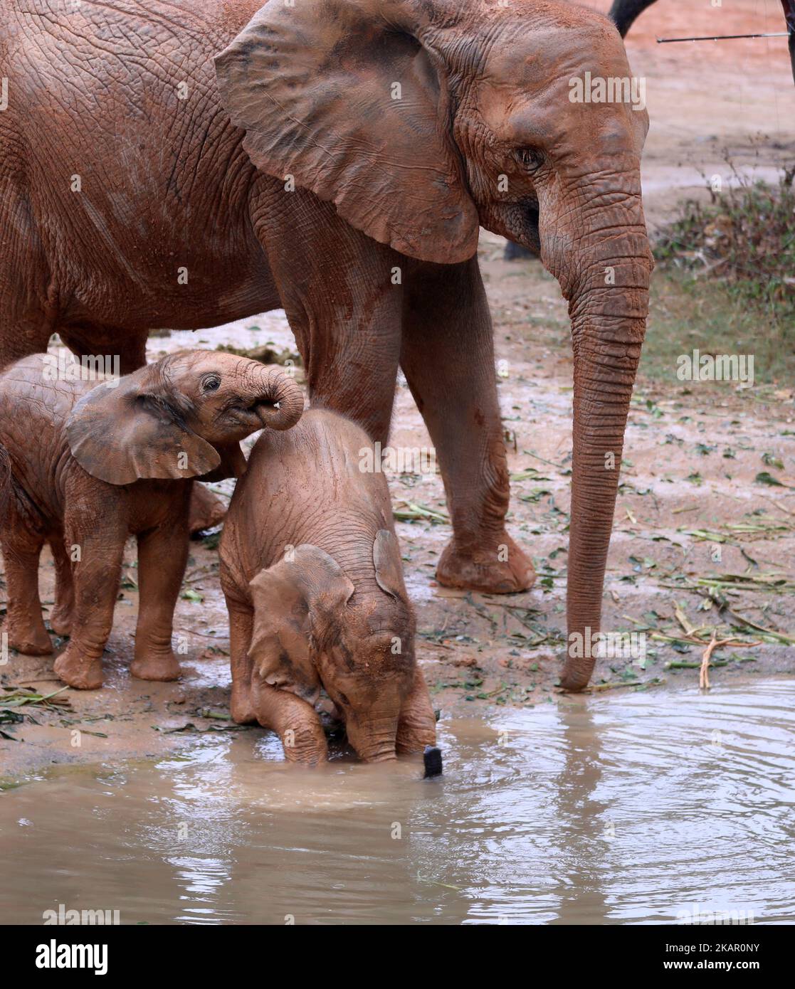 Ex situ conservation hi-res stock photography and images - Alamy