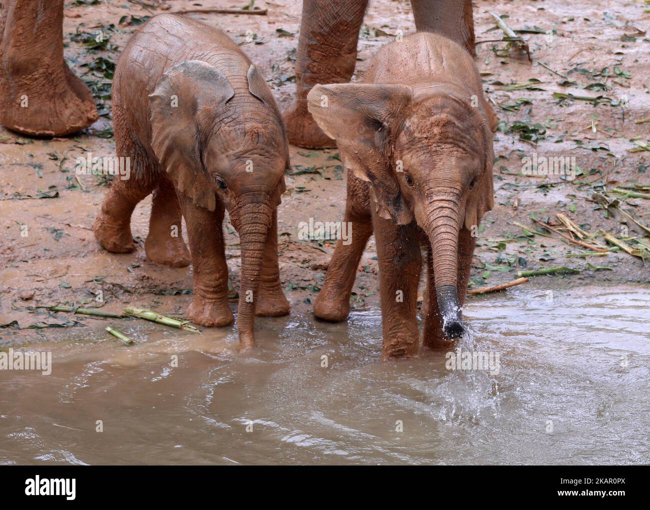 Ex situ conservation hi-res stock photography and images - Alamy