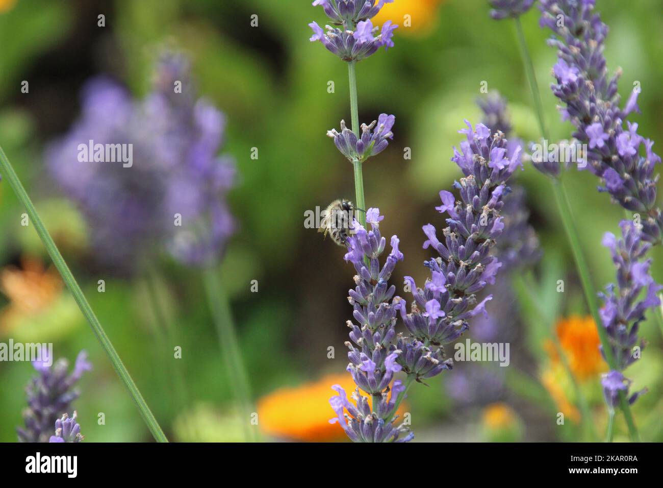 A closeup shot of a lavender (Lavandula) field Stock Photo - Alamy