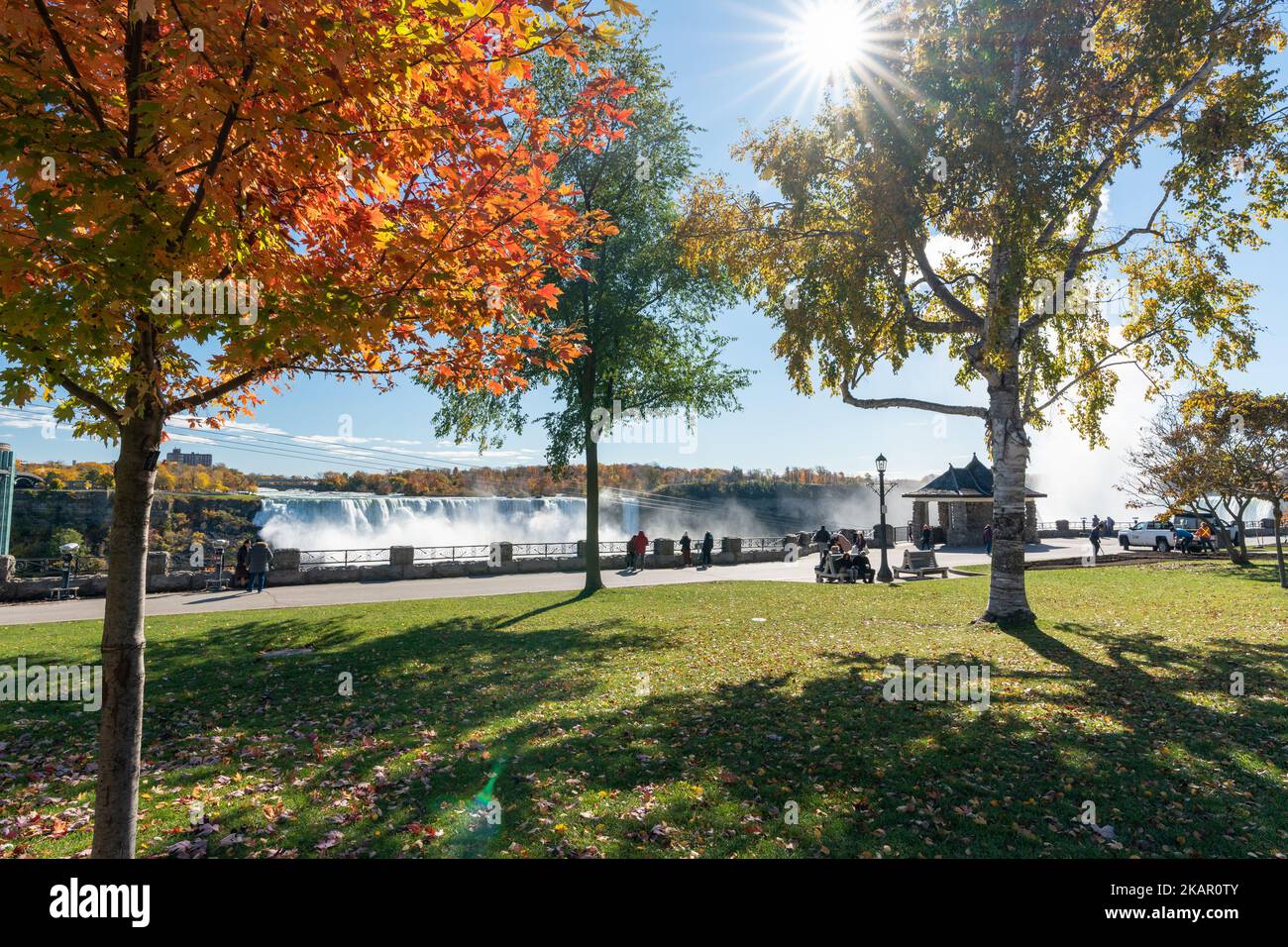 North american tree leaf hi-res stock photography and images - Alamy