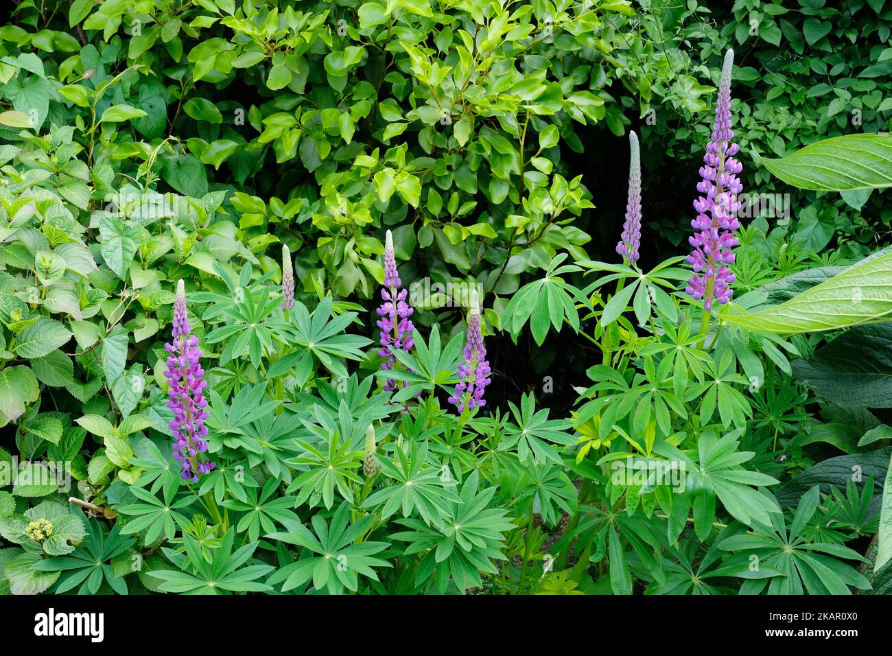 What Is Lupin S Zodiac Sign at Julius Scudder blog