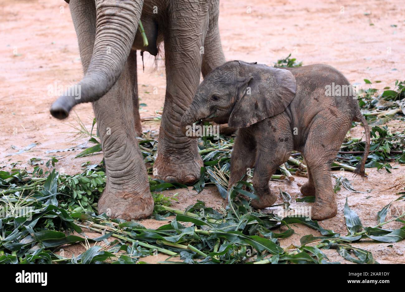 Ex situ conservation hi-res stock photography and images - Alamy