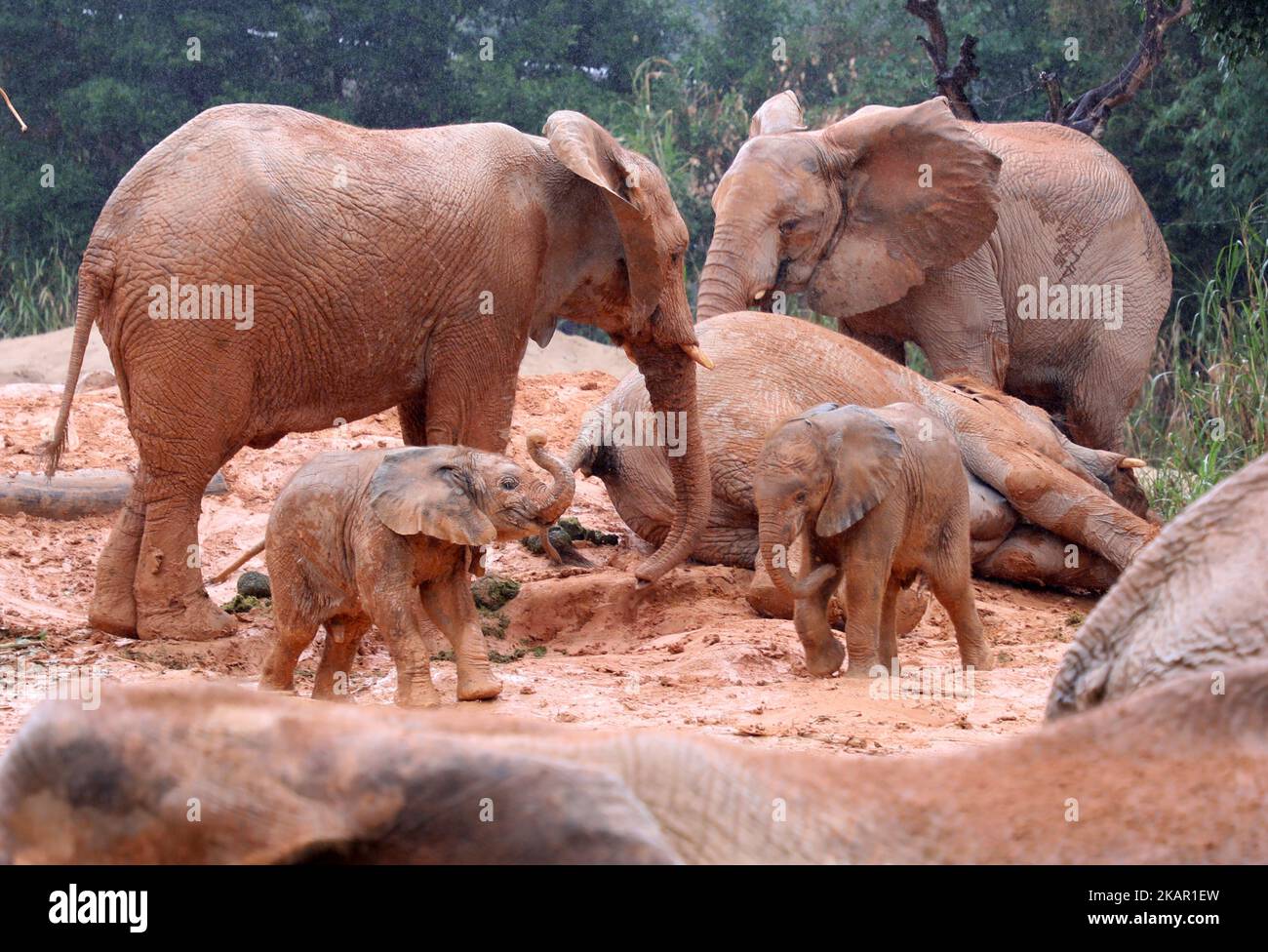 Wilde anim hi-res stock photography and images - Alamy