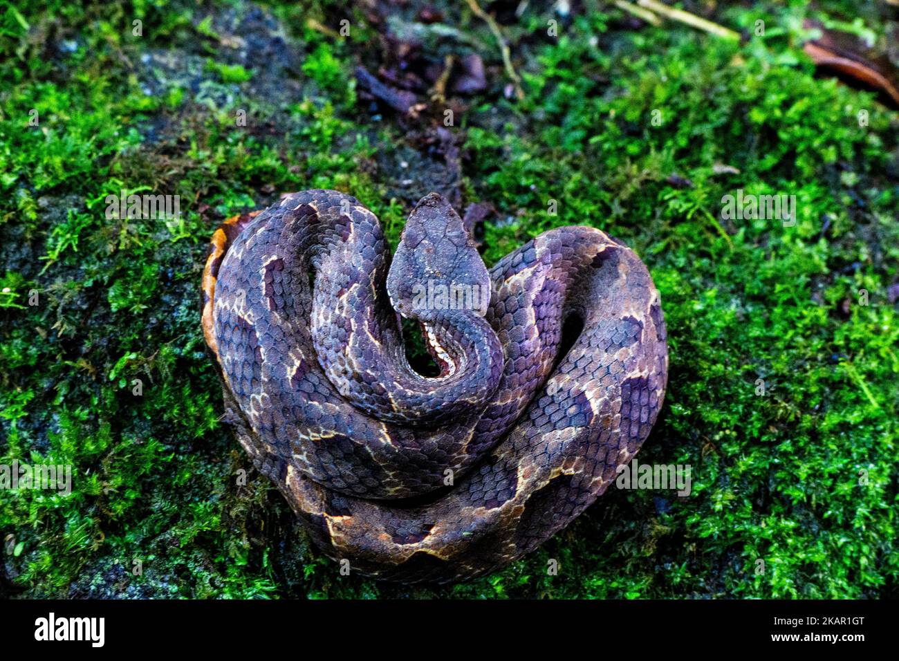 A closeup of brown-spotted pit viper (Protobothrops mucrosquamatus ...