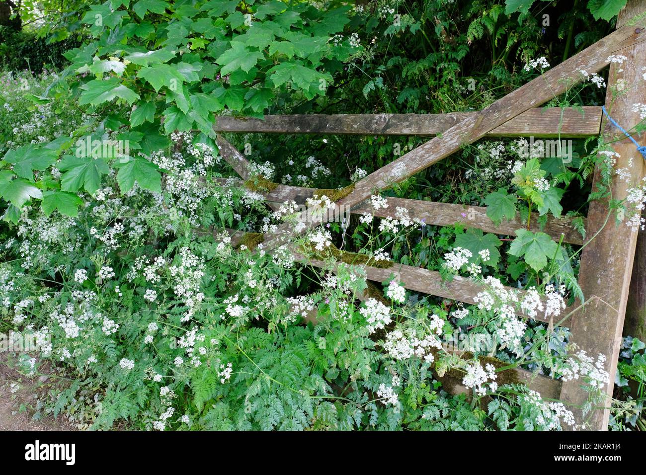 An old, rotting wooden gate - John Gollop Stock Photo - Alamy