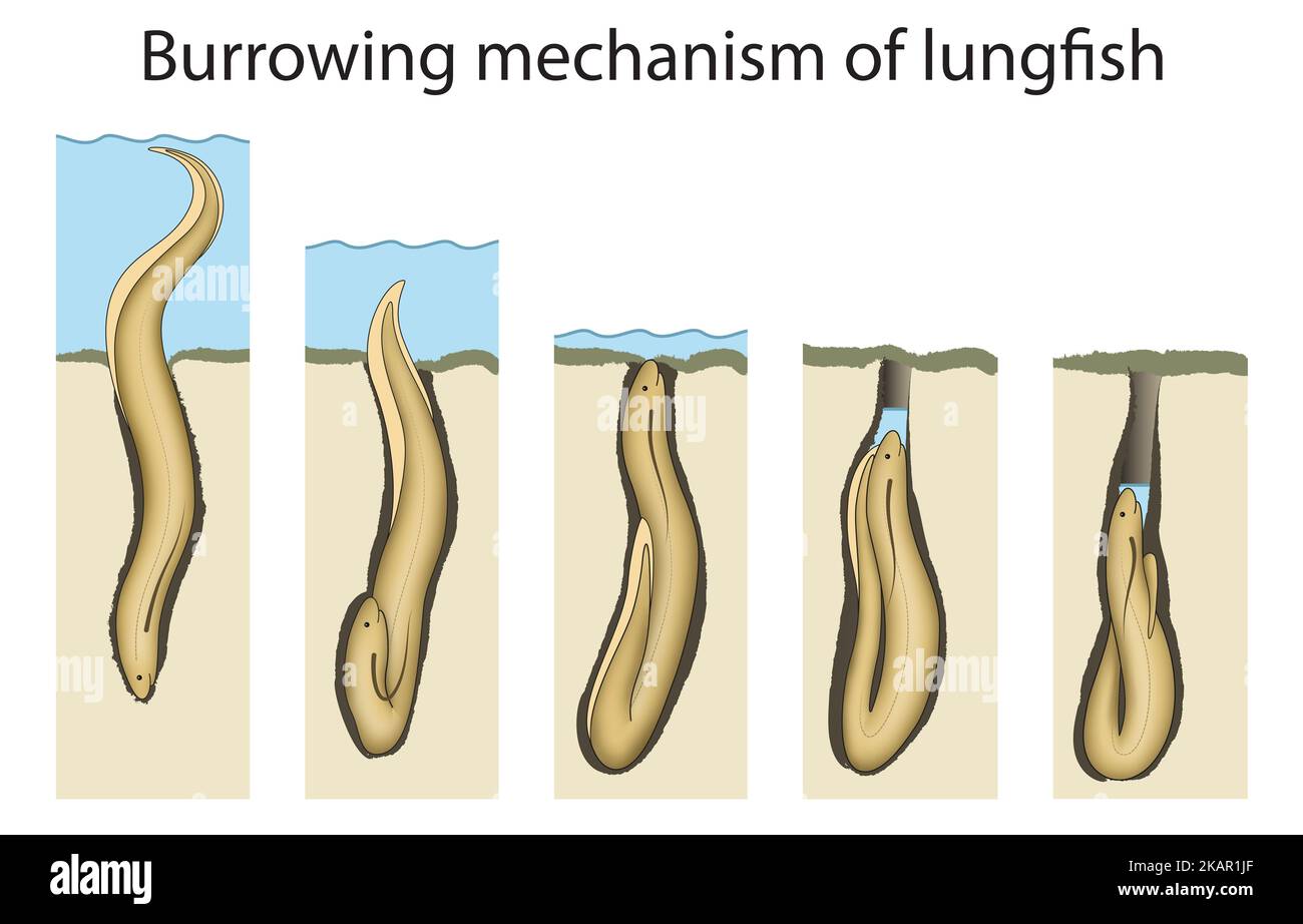 Fish Circulatory System