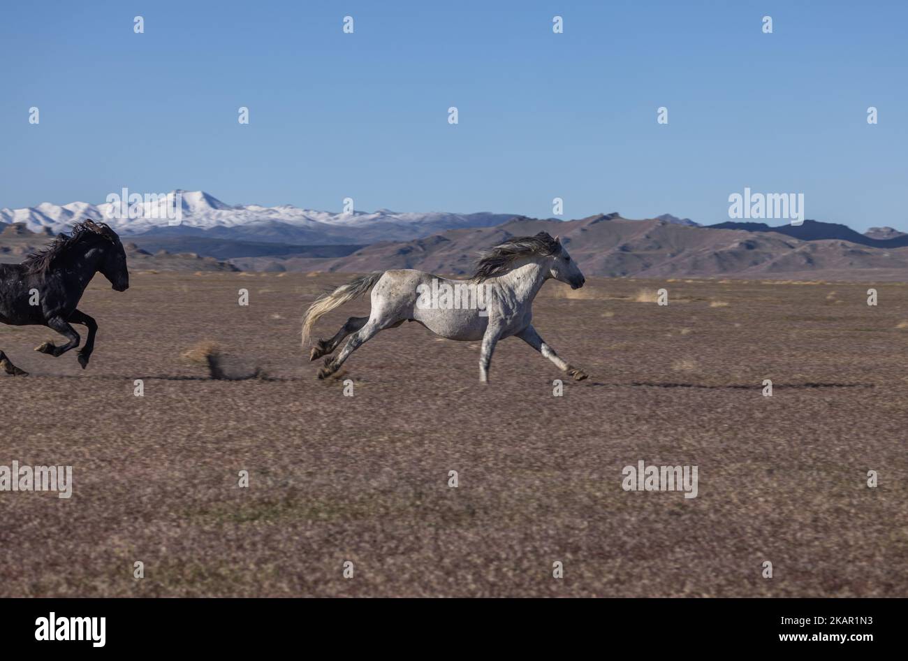 Wild Horse Stallions Sparring in the Utah Desert Stock Photo - Alamy