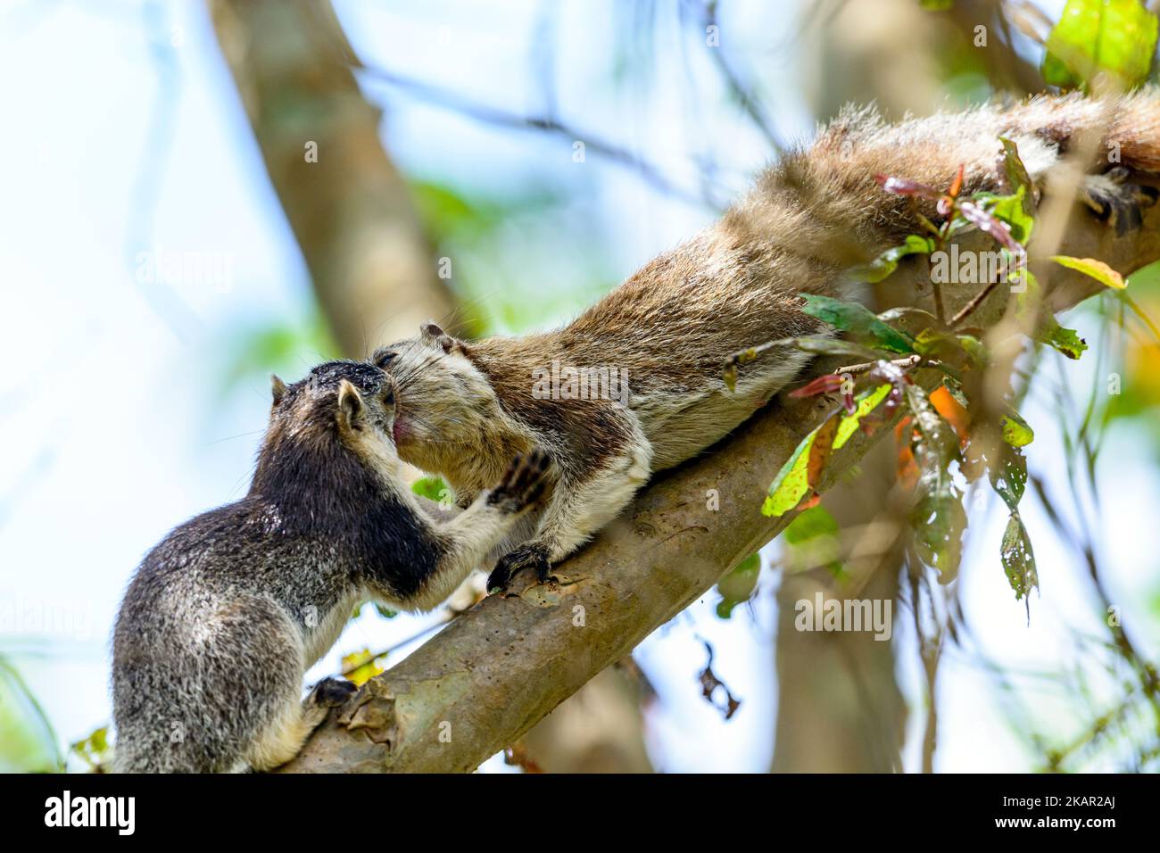 A closeup of two Grizzled giant squirrels kissing on a tree branch on ...