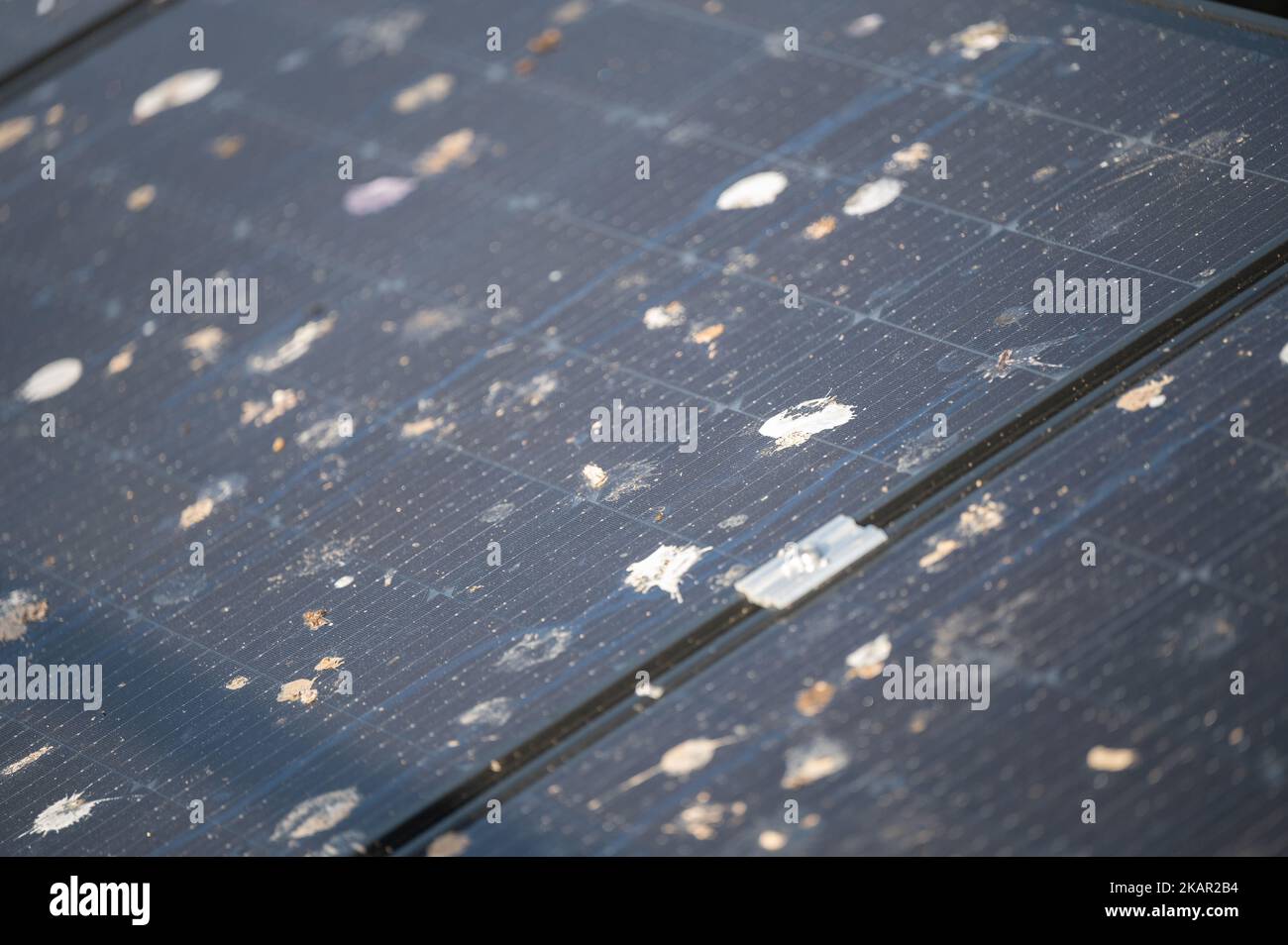 03 November 2022, Hessen, Frankfurt/Main: Pigeon droppings stick to ...