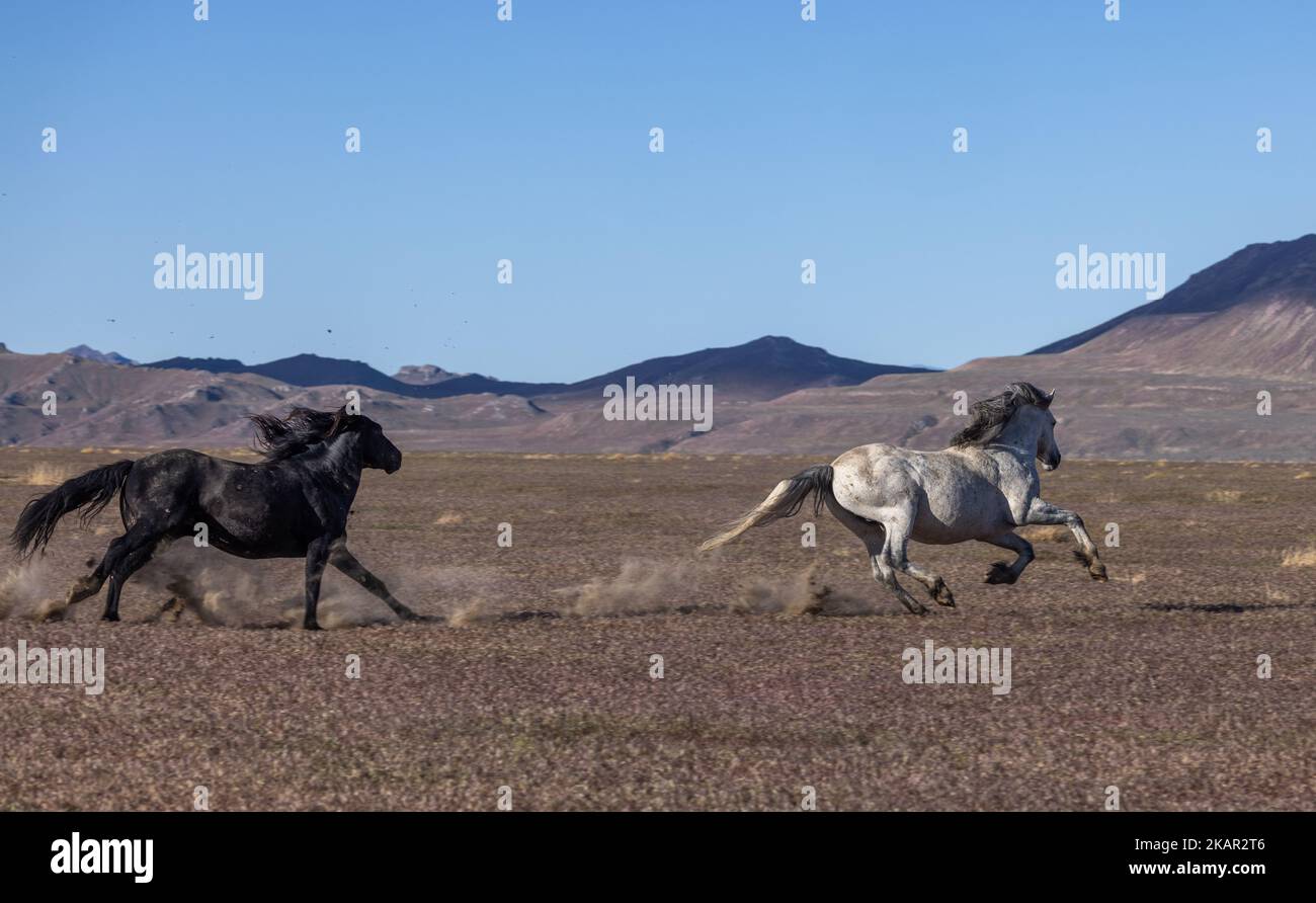 Wild Horse Stallions Sparring in the Utah Desert Stock Photo - Alamy