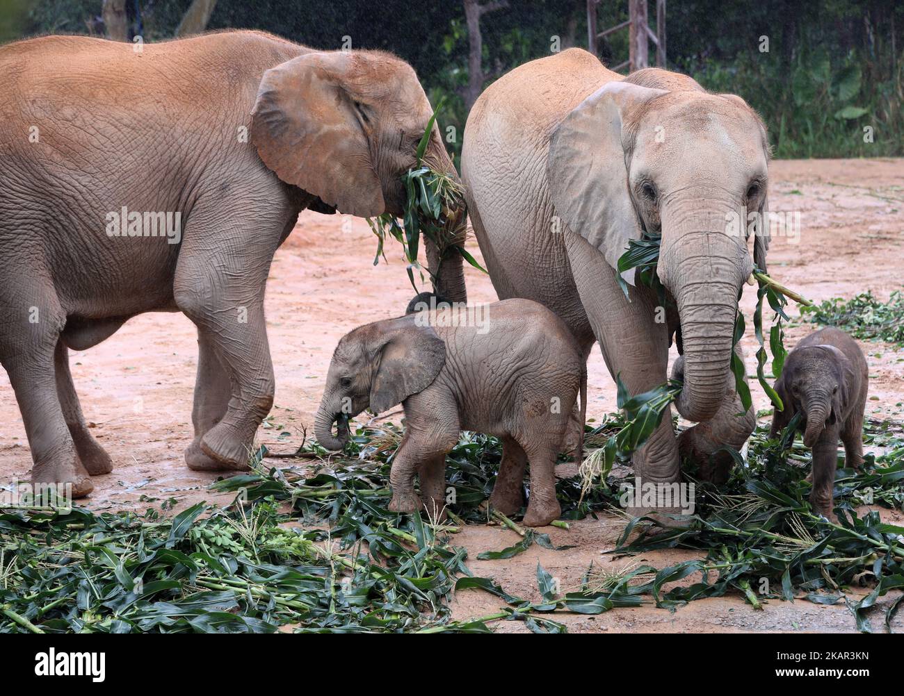 Ex situ conservation hi-res stock photography and images - Alamy