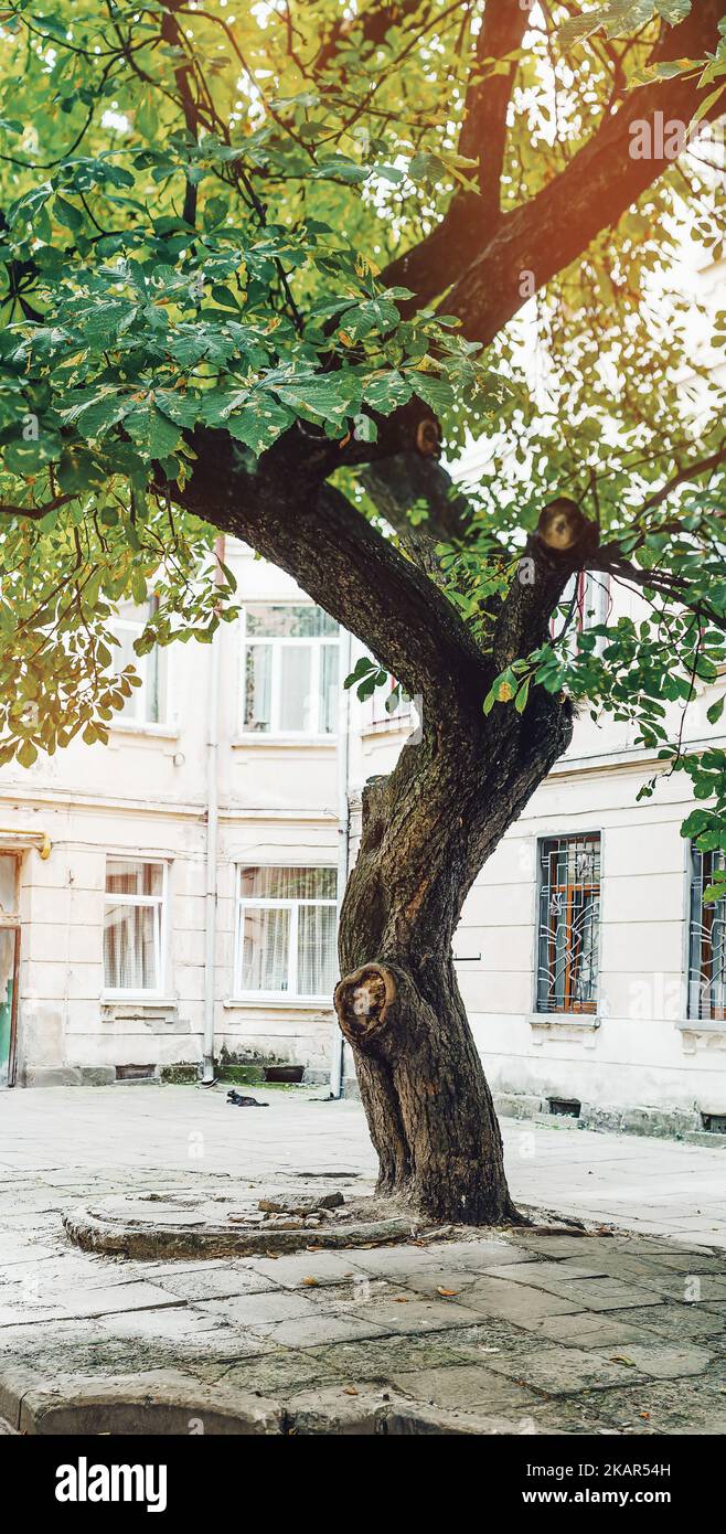 Curved front yard path hi-res stock photography and images - Alamy