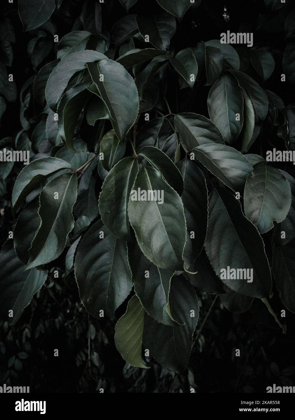 American bladdernut hi-res stock photography and images - Alamy