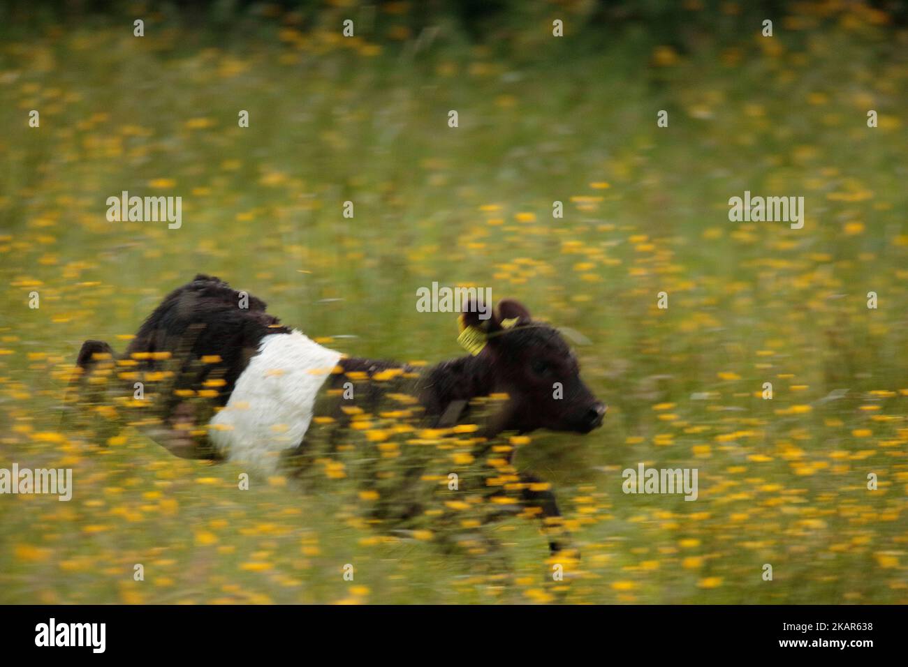Belted Galloway cattle Stock Photo - Alamy