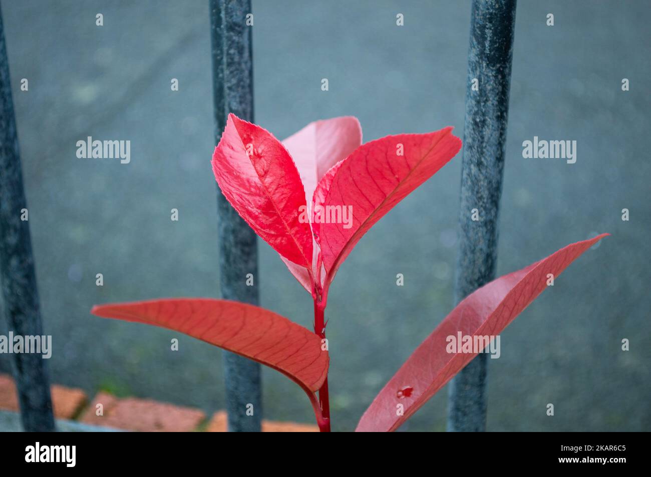 Red Robin Plant Growing in Front of a Black Metal Fence Stock Photo - Alamy