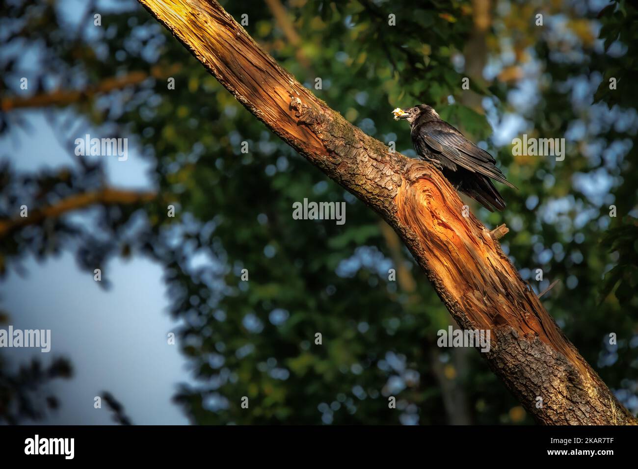 A beautiful shot of a common raven on a tree during the day Stock Photo ...