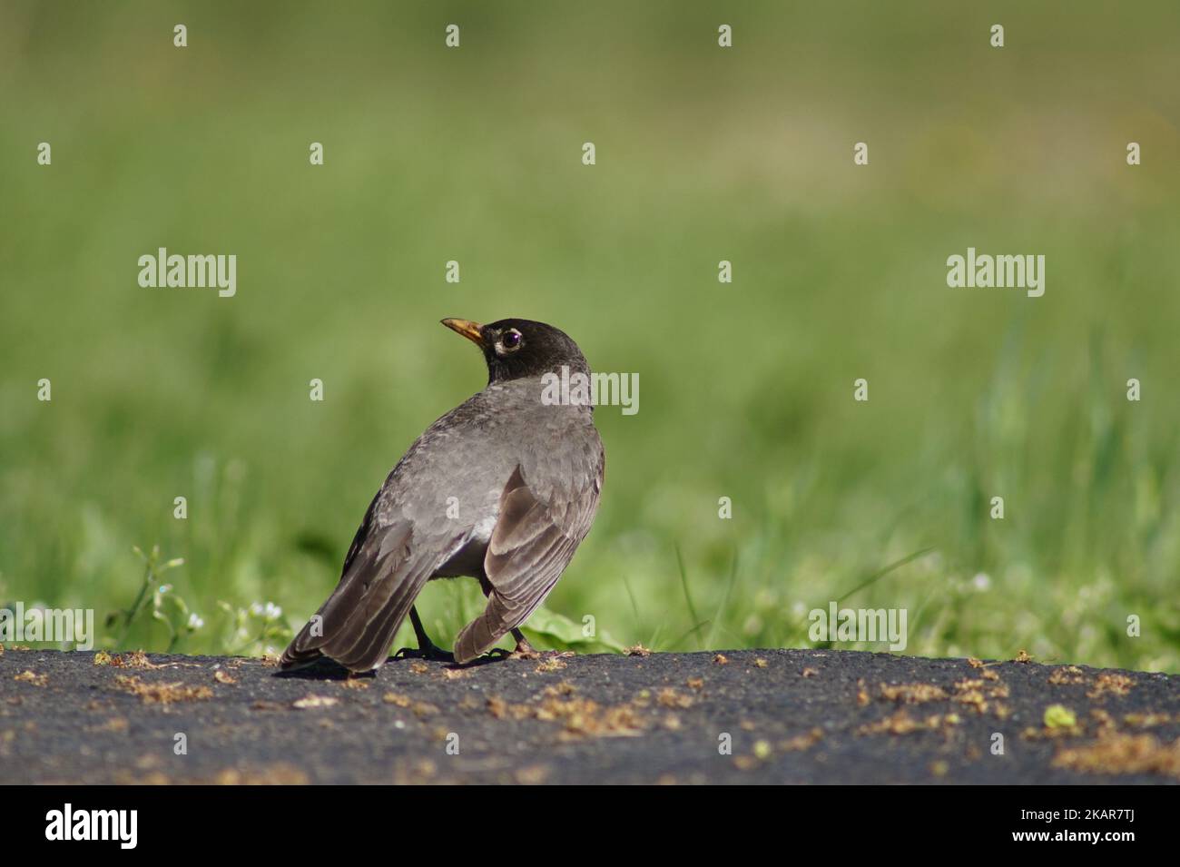A closeup shot of an American robin in a forest during the day Stock ...