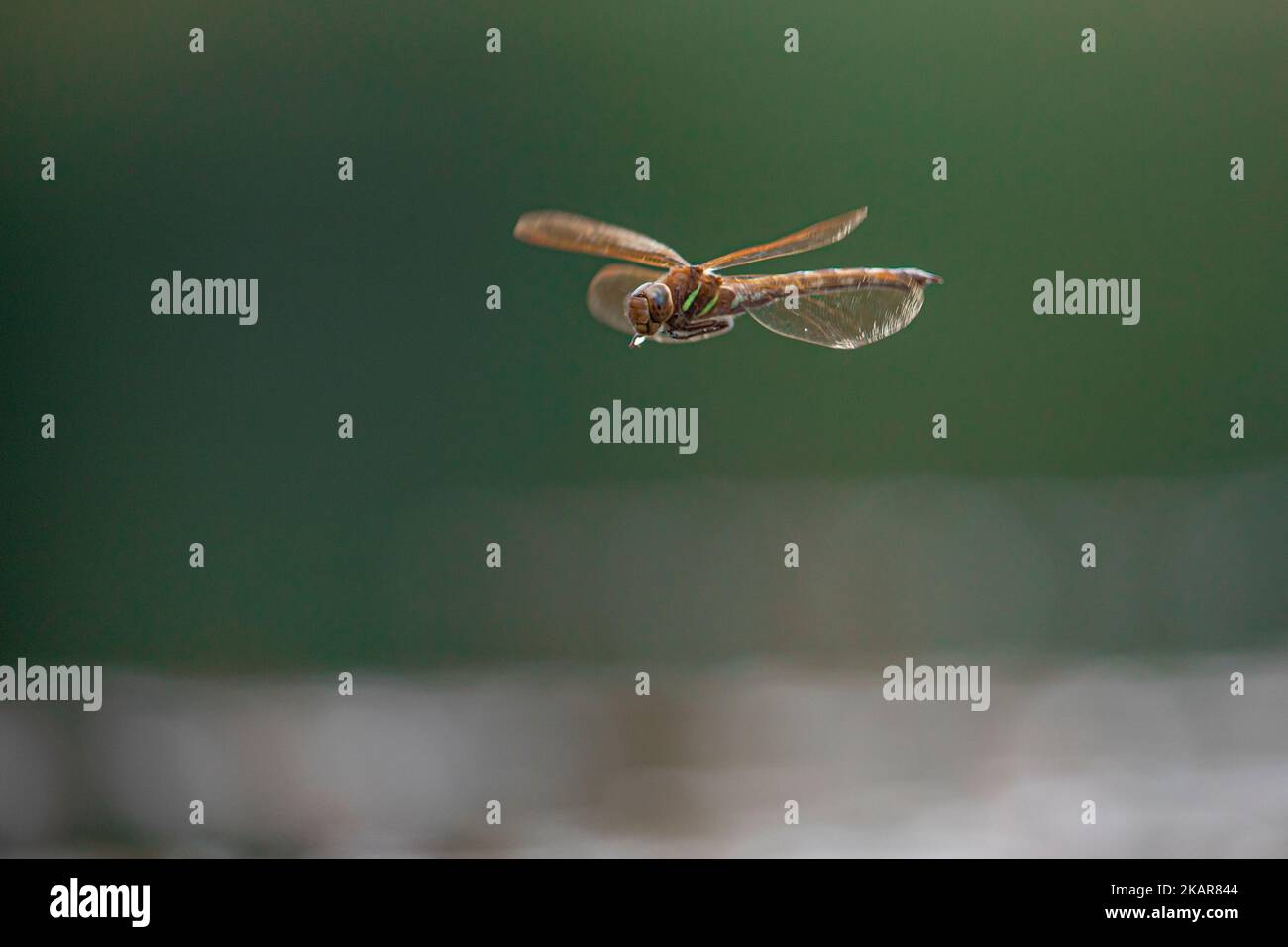 Flying dragonfly in the air (Odenata). An insect from Norway. looking ...