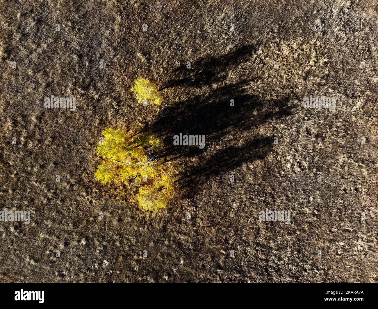 Aerial drone view of fall autumn Aspen trees in forest forres in ...