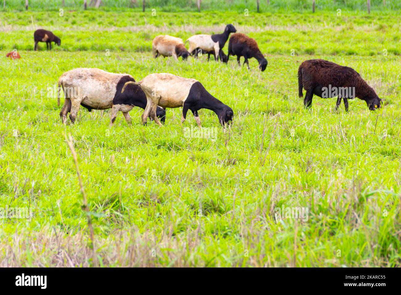 Goiânia, Goias, Brazil – October 30, 2022: A small herd of Dorper Sheep ...