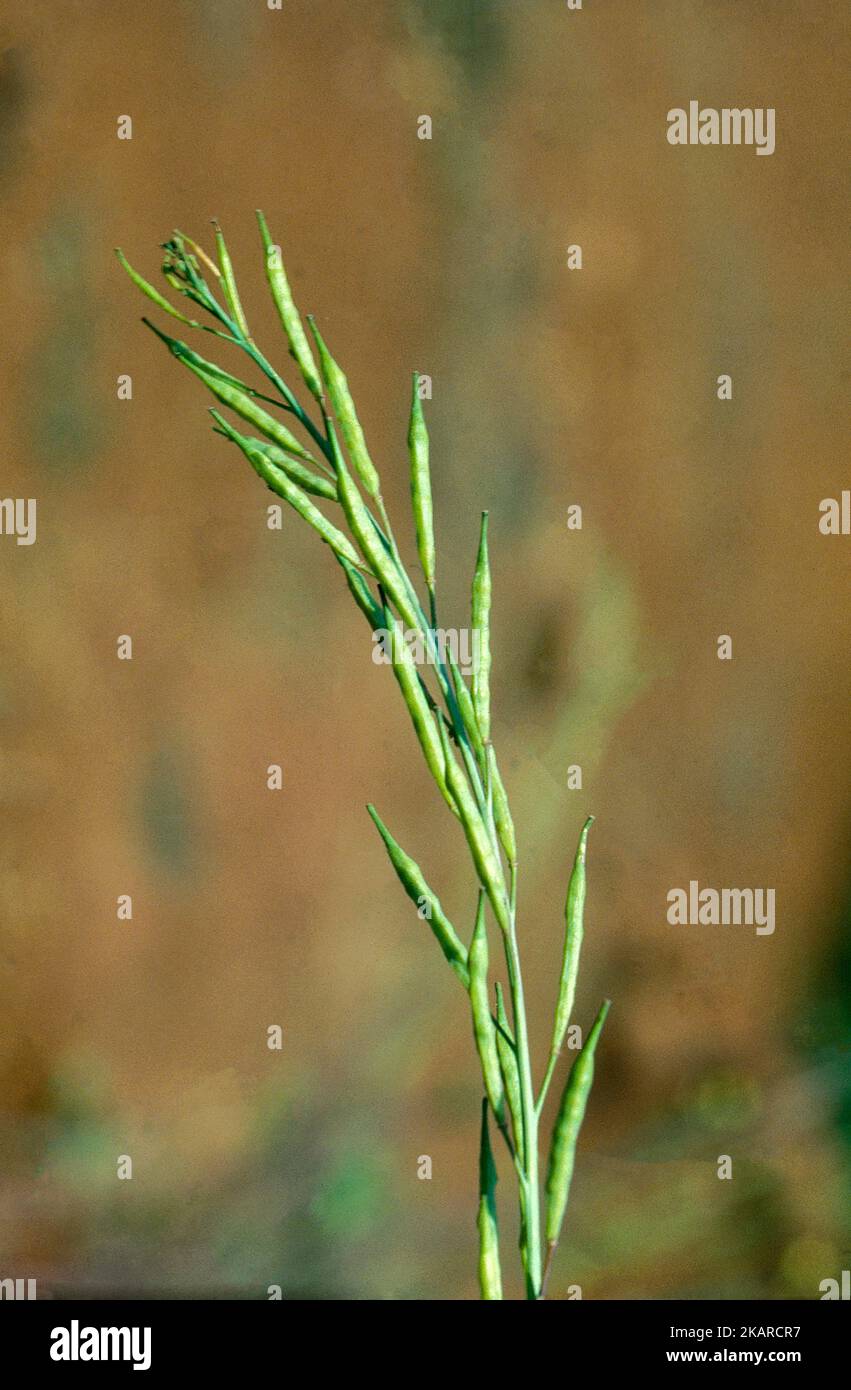 Crop Rai Mohari or Brassic Integrifolia Stock Photo - Alamy