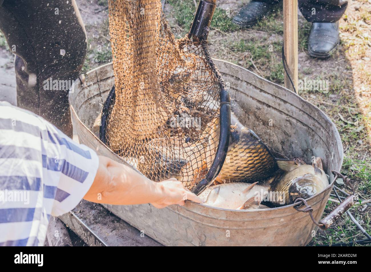 Shiny large carp fish unloaded from net, jumping into iron basin Stock ...
