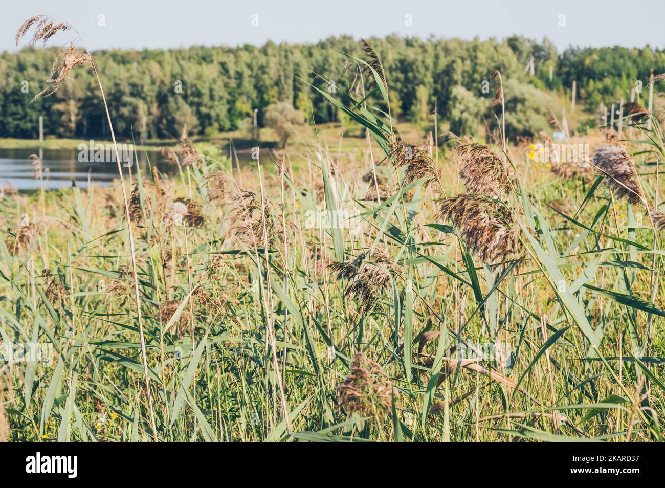 Panicle panicles hi-res stock photography and images - Alamy
