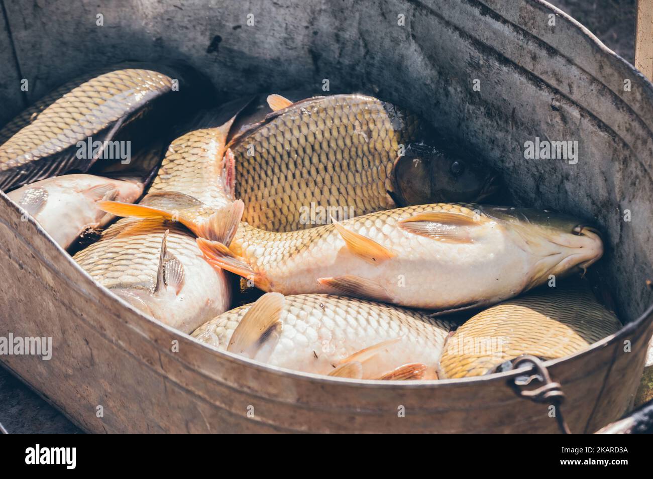 Shiny big carp fish with sparkling scales in old iron basin Stock Photo ...