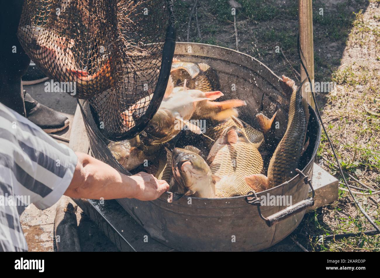 Shiny large carp fish unloaded from net, jumping into iron basin Stock ...