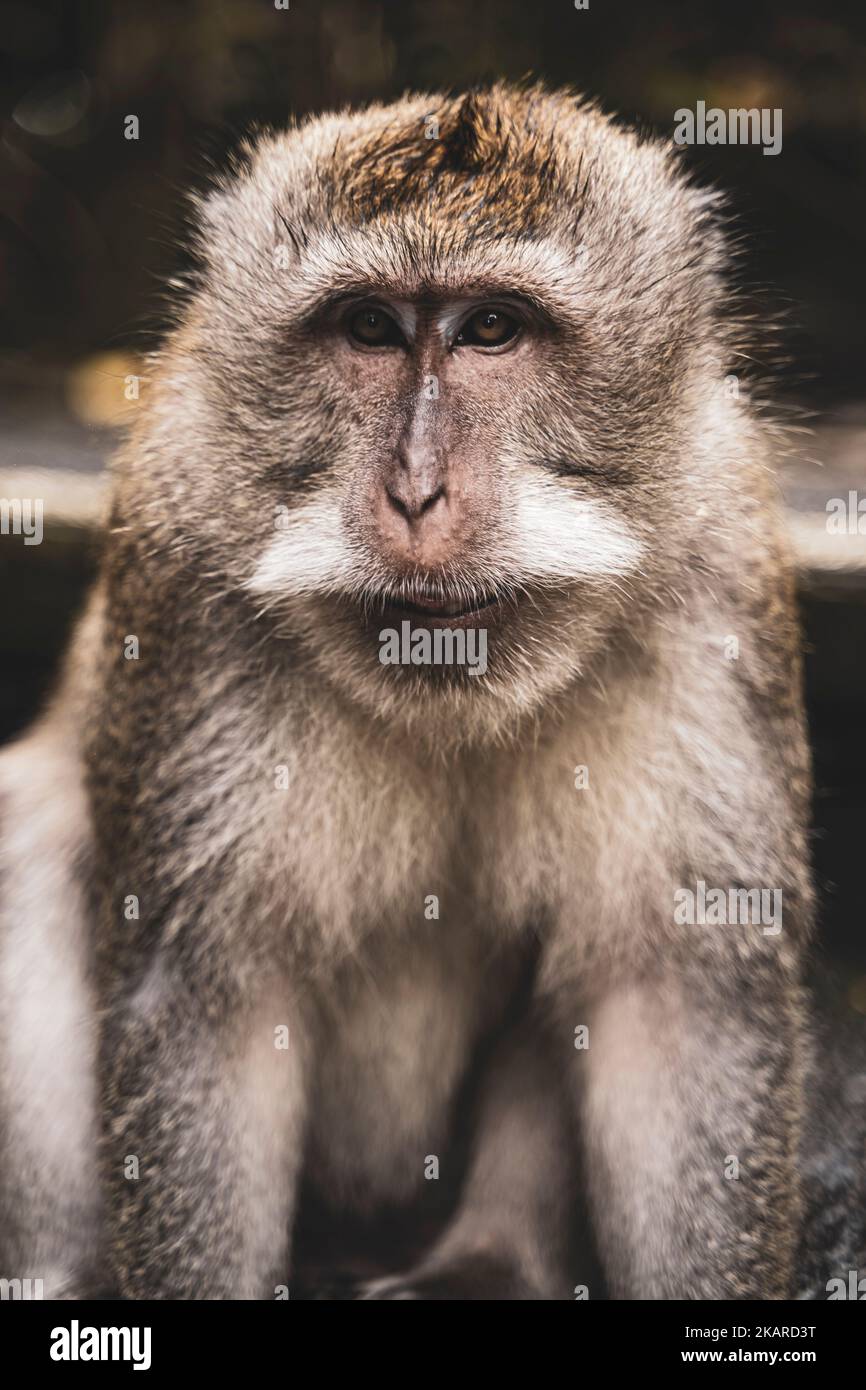 Animal mammal monkey hi-res stock photography and images - Alamy