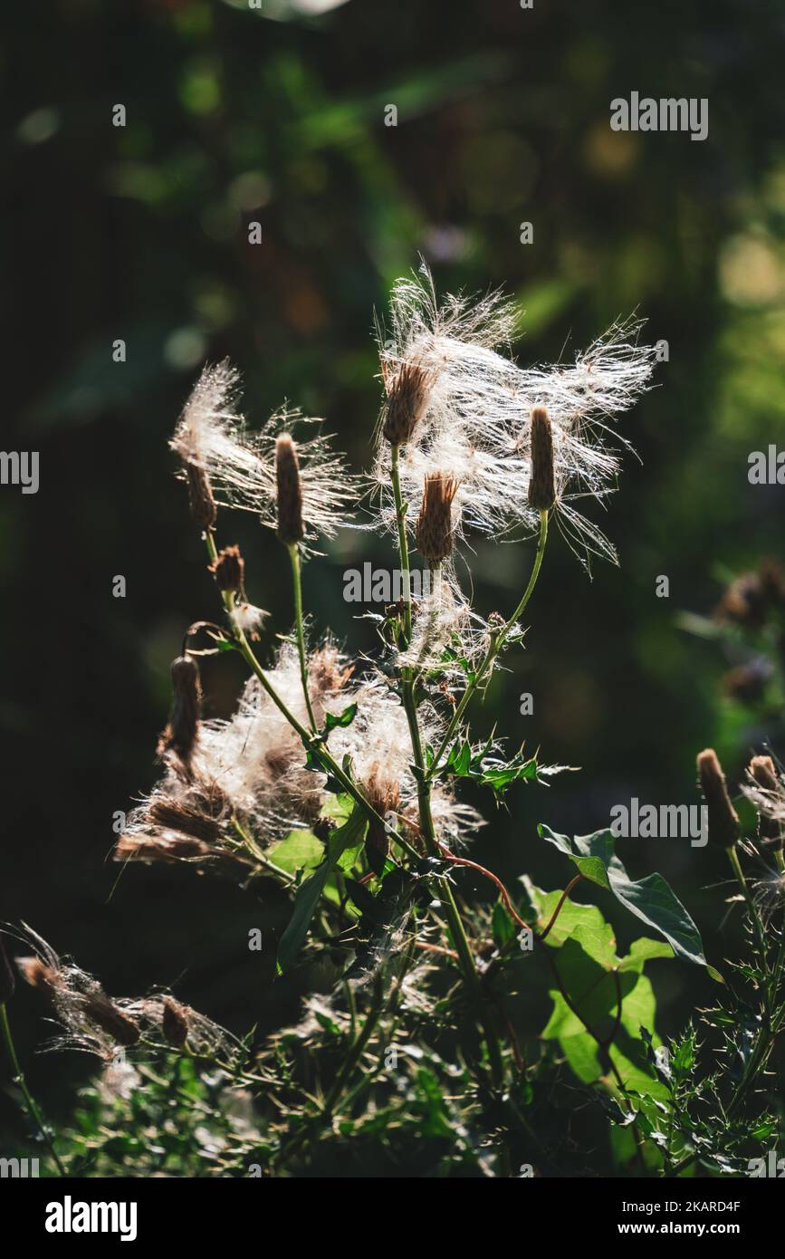 Windswept trails hi-res stock photography and images - Alamy