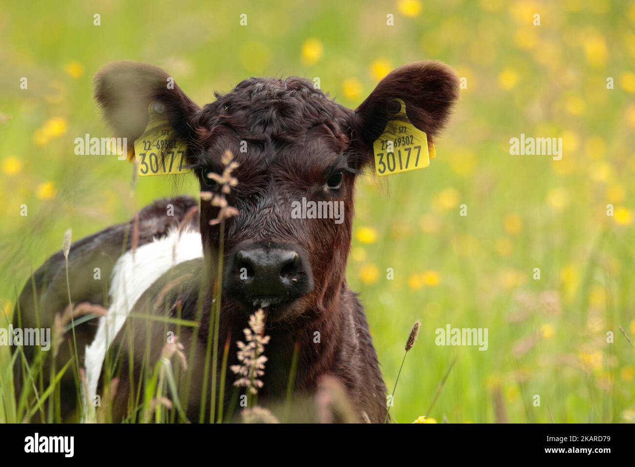 Belted Galloway cattle Stock Photo - Alamy