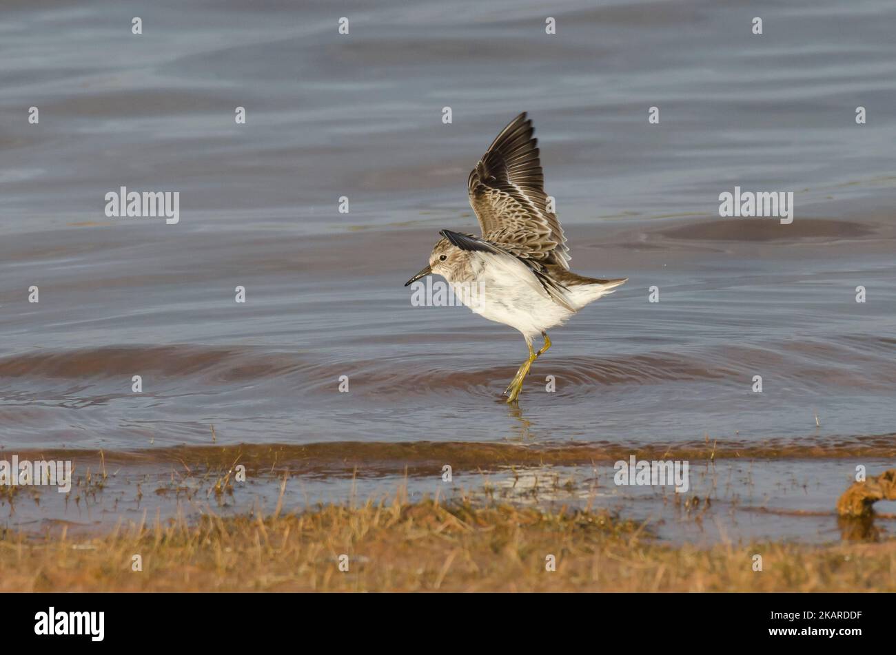 Wing flapping water hi-res stock photography and images - Alamy