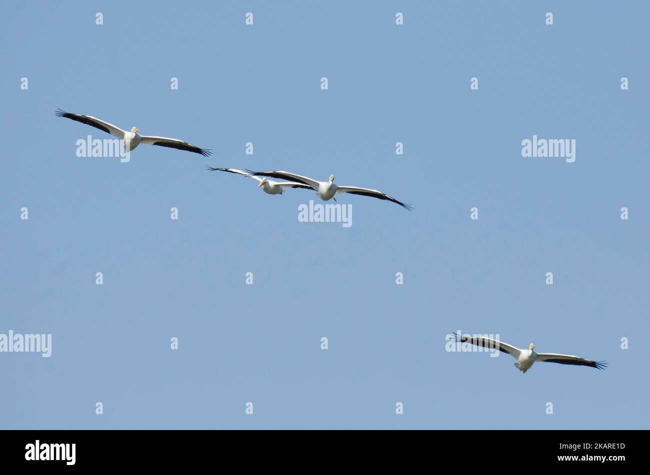 White pelicans in flight hi-res stock photography and images - Alamy