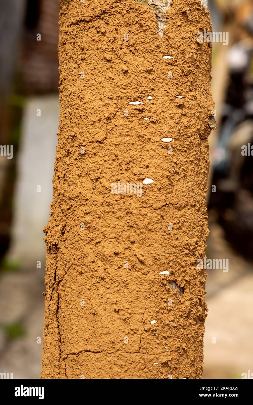 A Termite soil sheeting on a tree trunk Stock Photo - Alamy