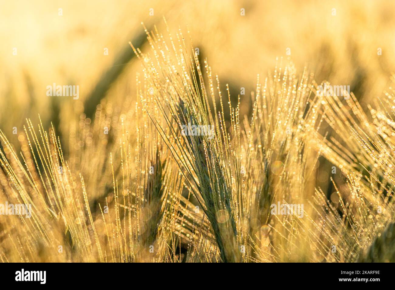 A closeup shot of wet wheat seeds in a field during the day after the ...