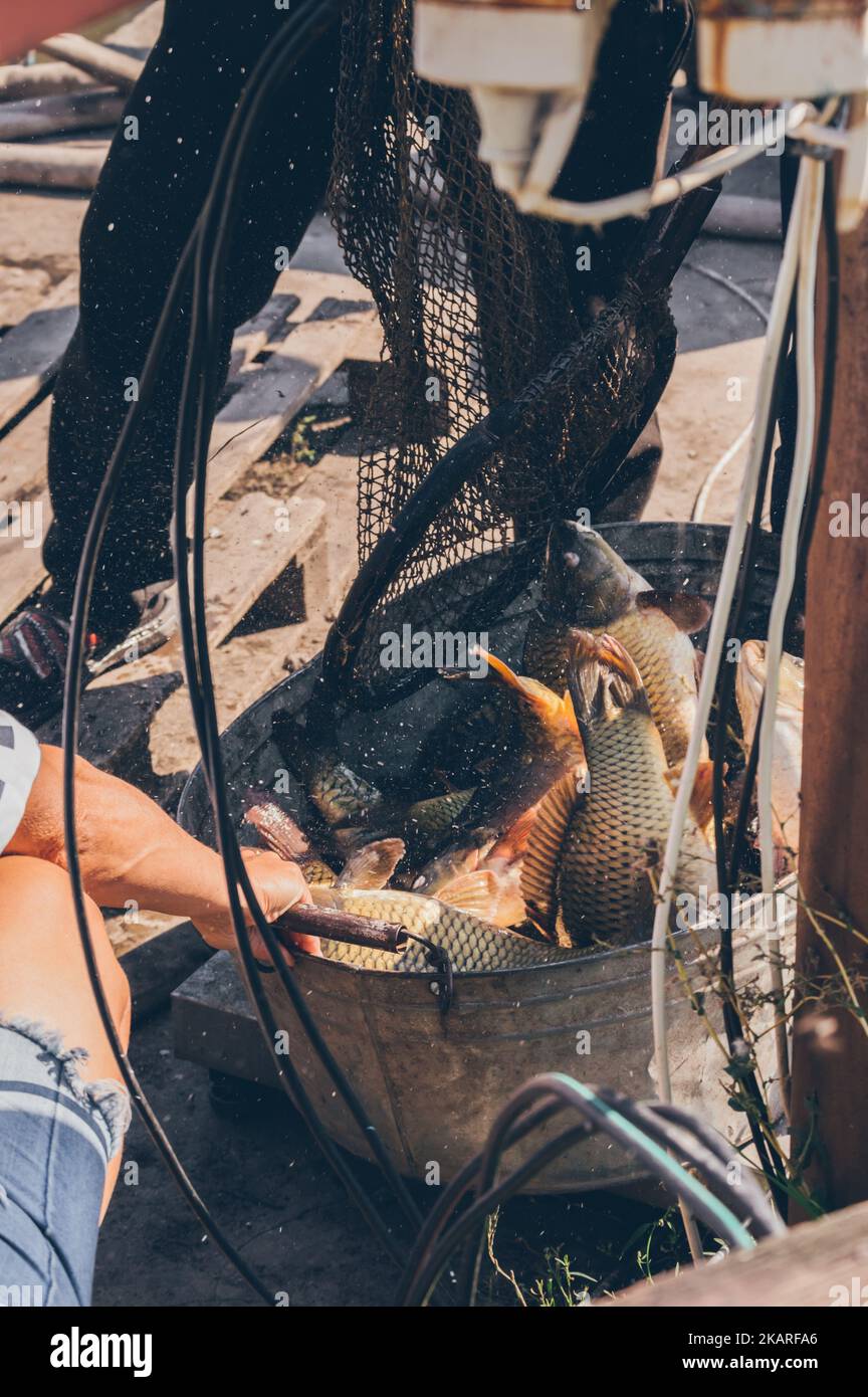 Carp fish unloaded from net jumps out with splashes Stock Photo - Alamy