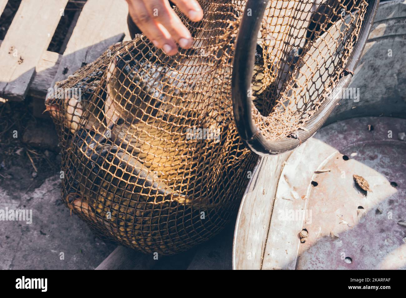 Net with caught carp fish unloaded into iron basin Stock Photo - Alamy