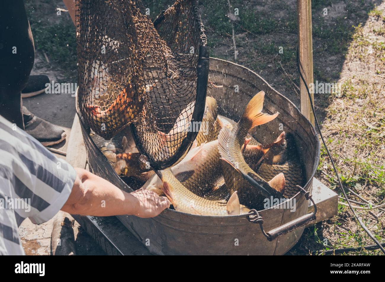 Shiny large carp fish unloaded from net, jumping into iron basin Stock ...