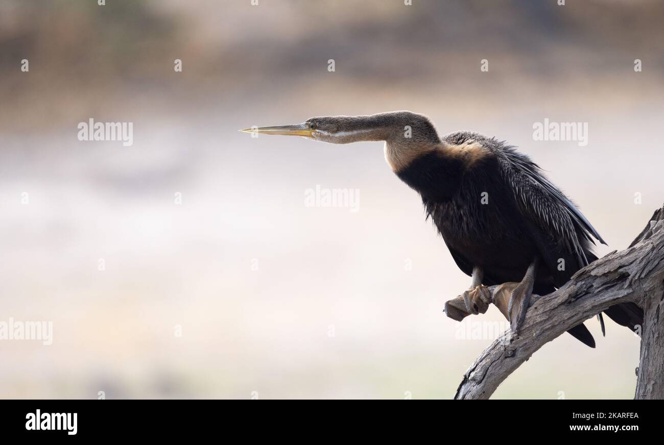 The African Darter bird, Anhinga rufa, aka the Snakebird due to its ...