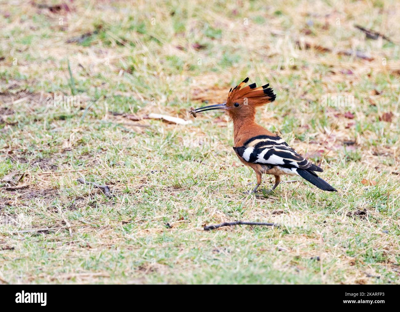 African Hoopoe, Upupa africana, on the ground, feeding on an insect ...