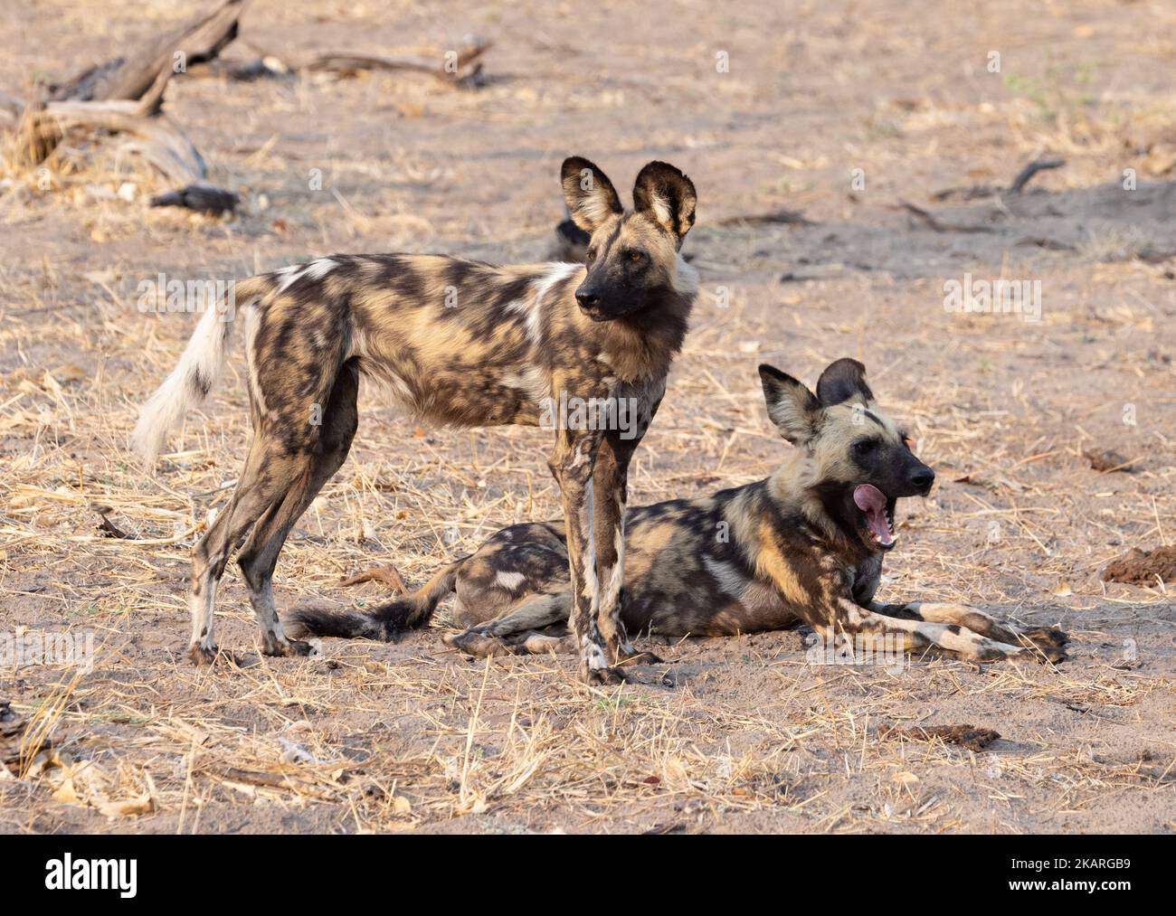 A pair of two African Wild Dogs, Lycaon pictus, Moremi Game Reserve ...