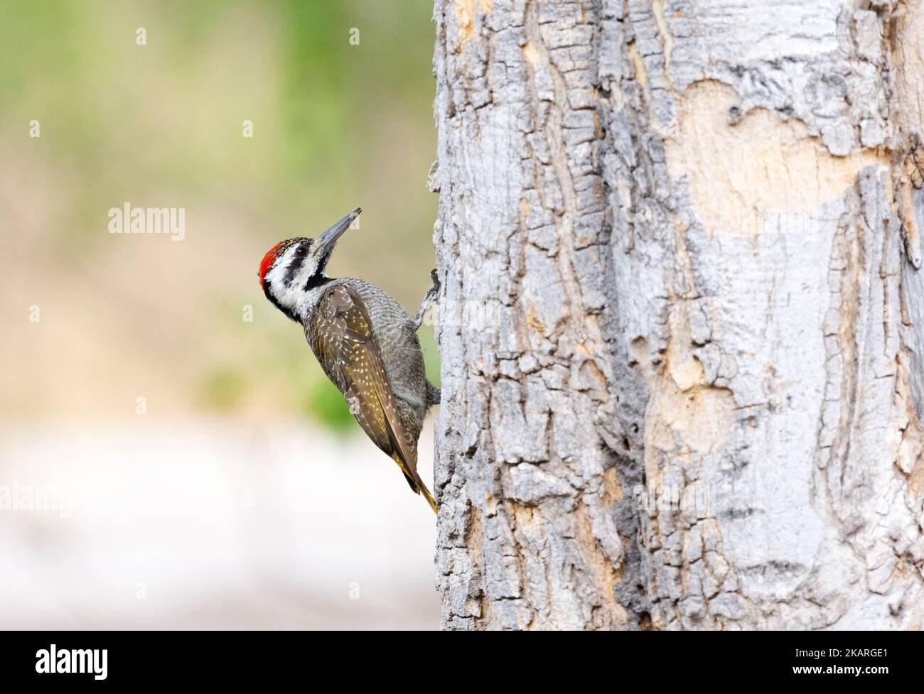 Woodpeckers hi-res stock photography and images - Alamy