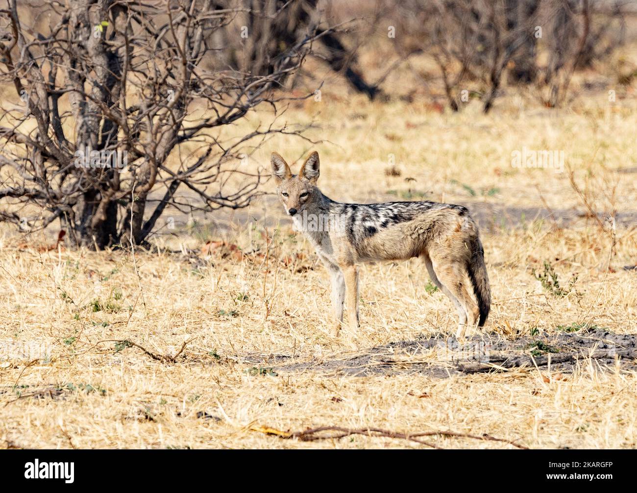 Black Backed Jackal, Lupulella mesomelas, aka Silver Backed Jackal. Side view in the wild, Chobe ...