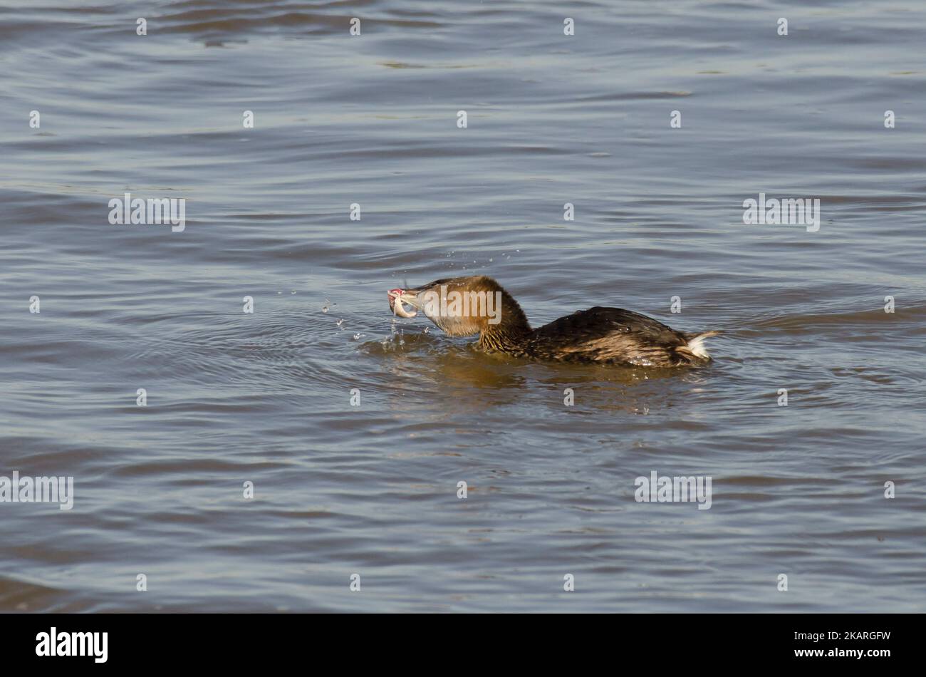Shaking fish hi-res stock photography and images - Alamy