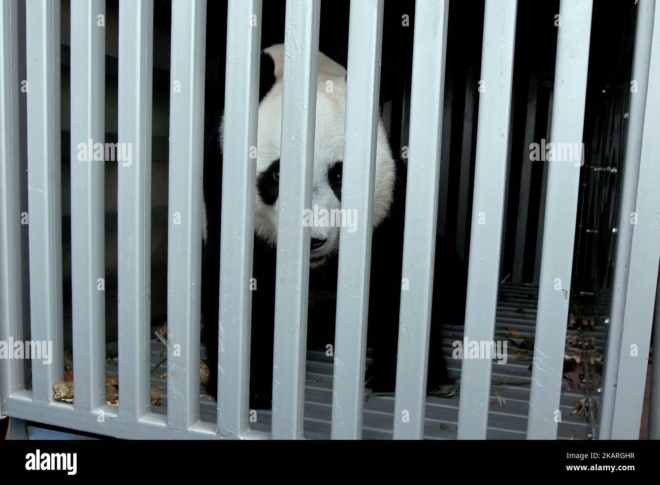 Hu Chun, the female giant panda from China, is seen from his cage upon ...