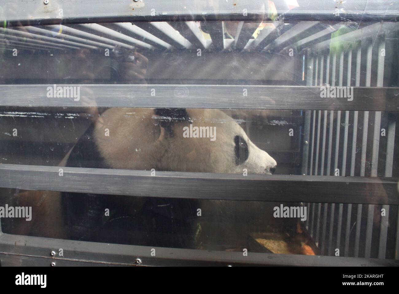 A couples of Giant Pandas arrived at the cargo terminal of Soekarno ...