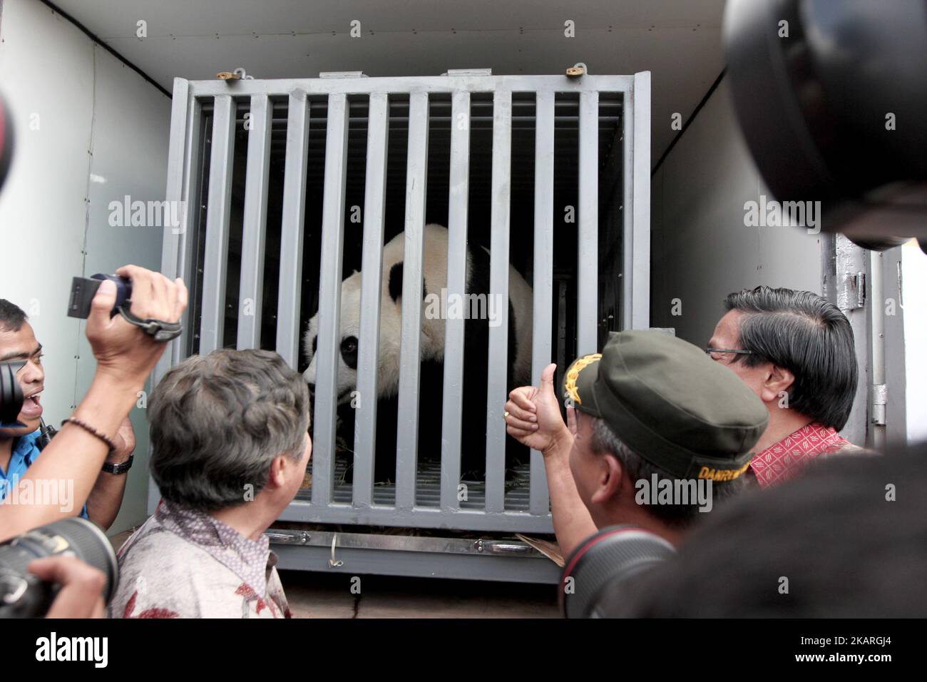 Hu Chun, the female giant panda from China, is seen from his cage upon ...